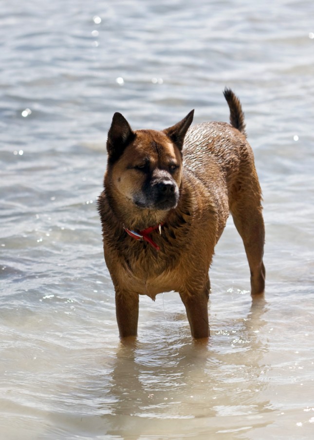Dog Belize - Hejorama